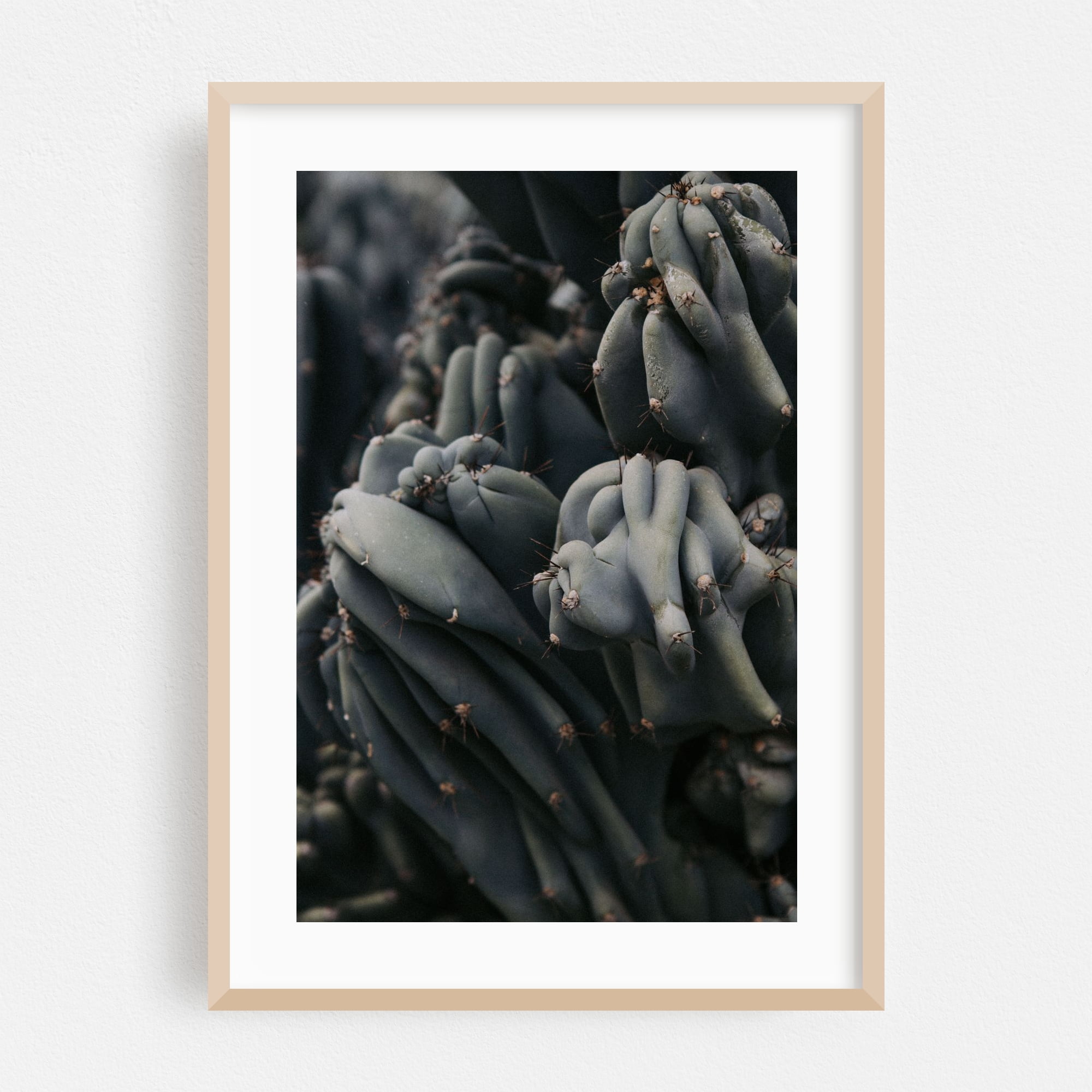 Cactus Texture - Visalia California Photography Cactus Botanical Desert ...