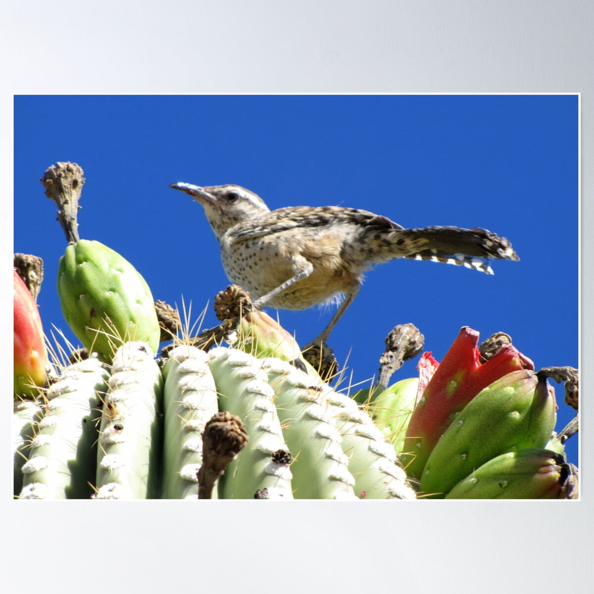 Cactus Wren Poster Wall Art, Modern Wall Decor For Living Room Bedroom ...