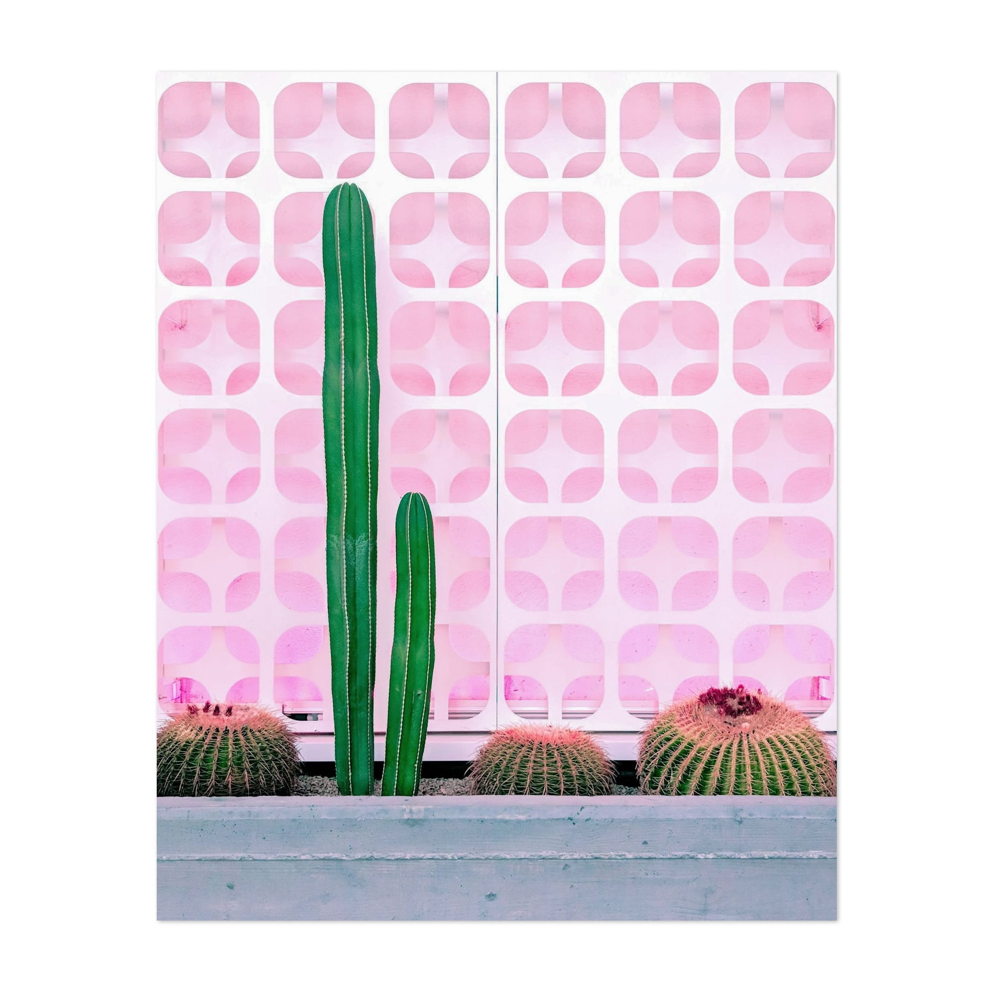 Cactus in front of a Pink Mid-Century Modern Wall - Palm Springs California Photography ...