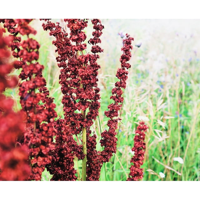 Cactusweed Seeds for Planting (50 Seeds) - Rumex crispus