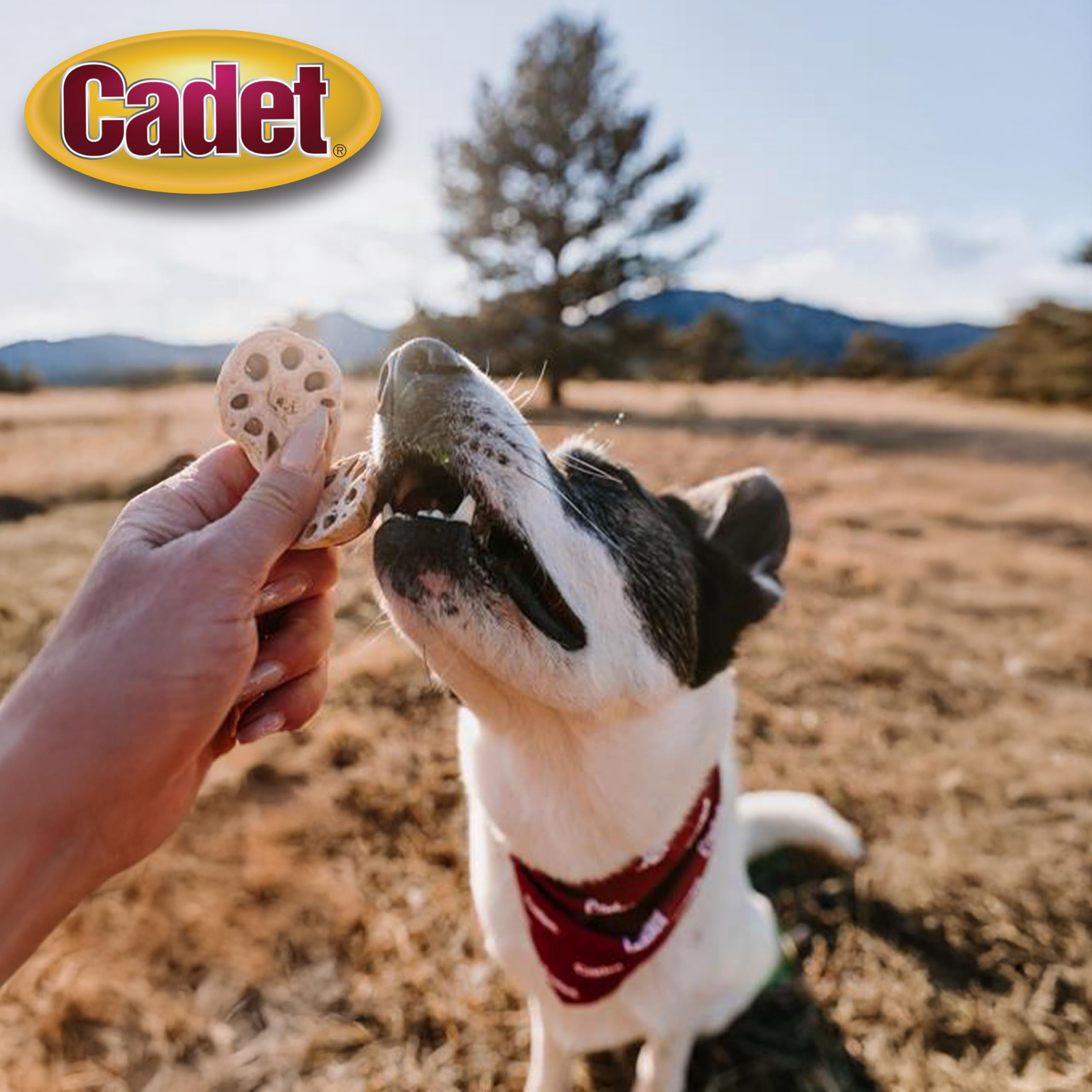 Cadet Gourmet Crunch'emsUMRT Homestyle Dog Treats, Natural Dog Chews ...