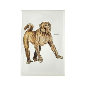 Monkey Magnets