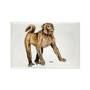 Monkey Magnets