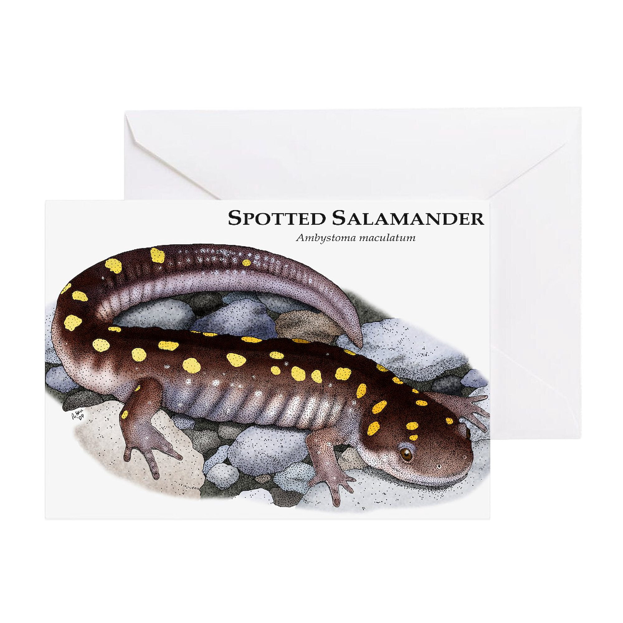 CafePress - Spotted Salamander - Greeting Card, Blank Inside Glossy ...