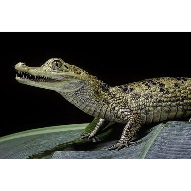Caiman Crocodilus Spectacled Caiman, Animals Unframed Photographic ...