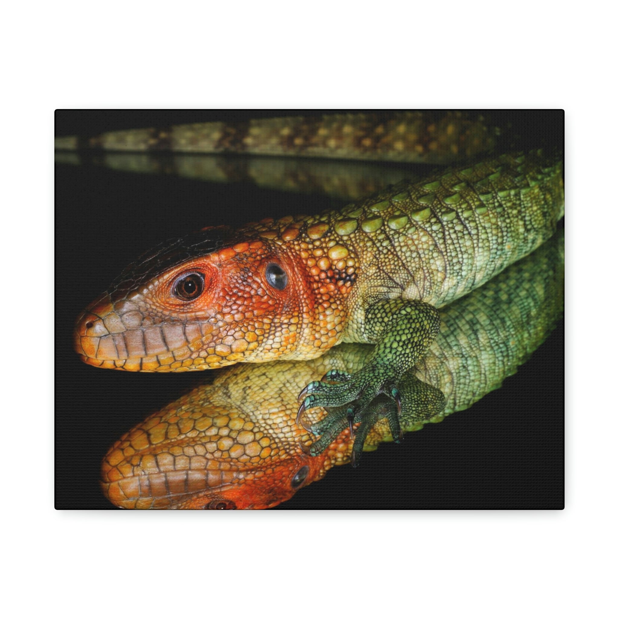 Caiman Lizard Hunting Caiman Lizard on Hunt Print Animal Wall Art ...