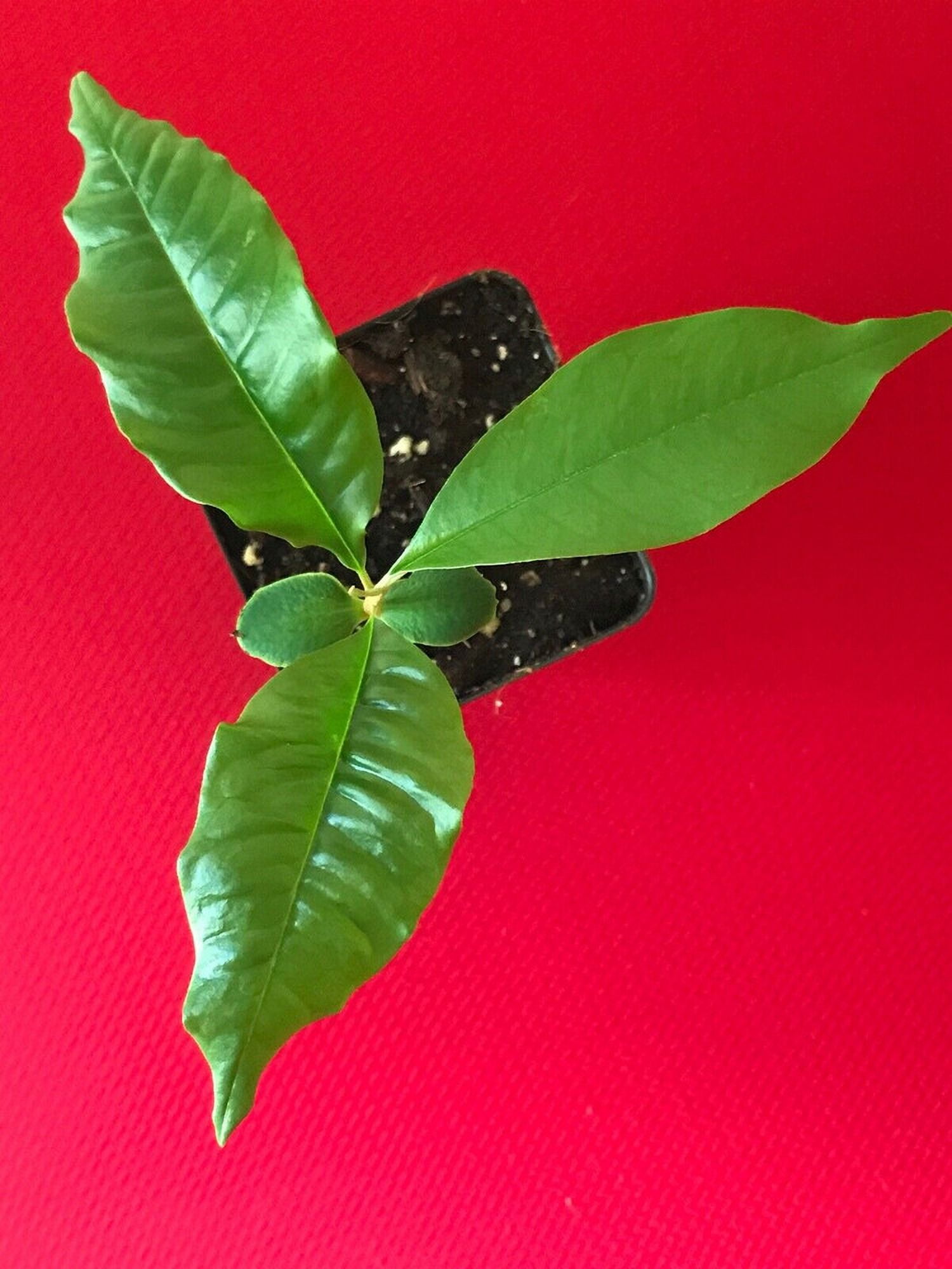 Caimito Purple Star Apple Chrysophyllum Cainito Seedling Plant Potted ...