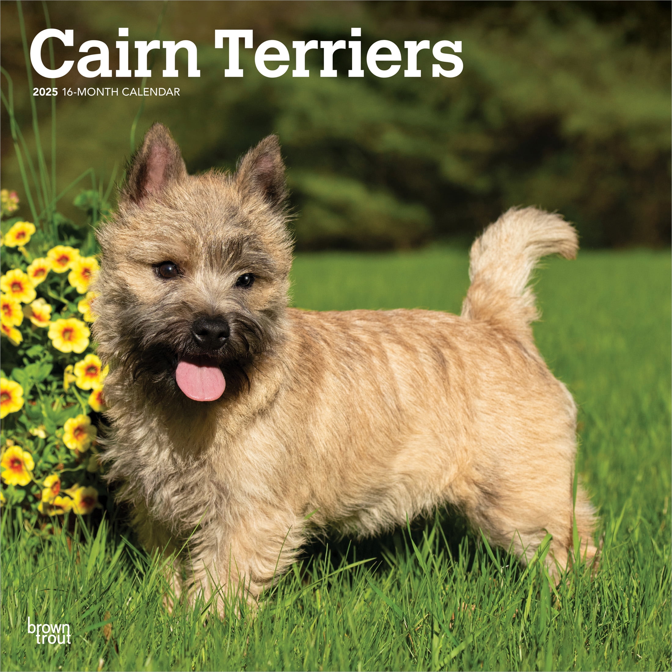 Cairn Terriers | 2025 12x24" (Hanging) Square Wall Calendar ...