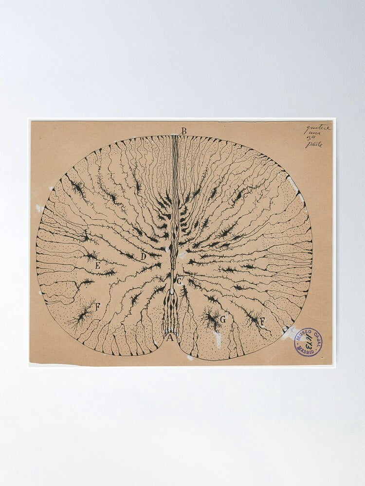 Cajal's brain neurons sketch Poster - Walmart.com