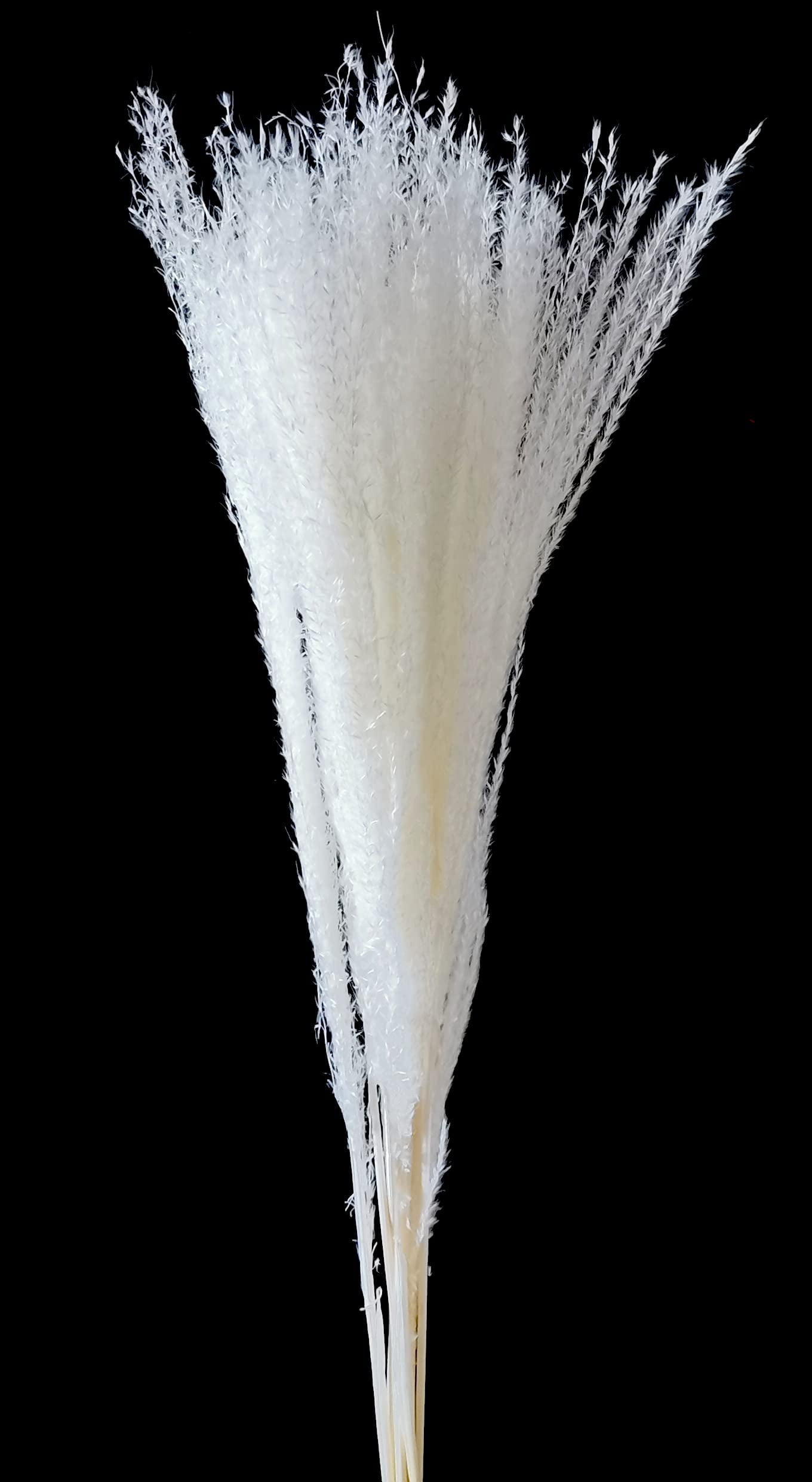 CalCastle Craft 20 Stems 26" Dried Natural Pampas Grass Pompous Grass ...