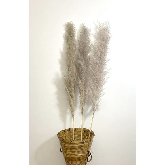 CalCastle Craft 3 Stems 48" Dried Natural Pampas Reed Dried Flowers ...