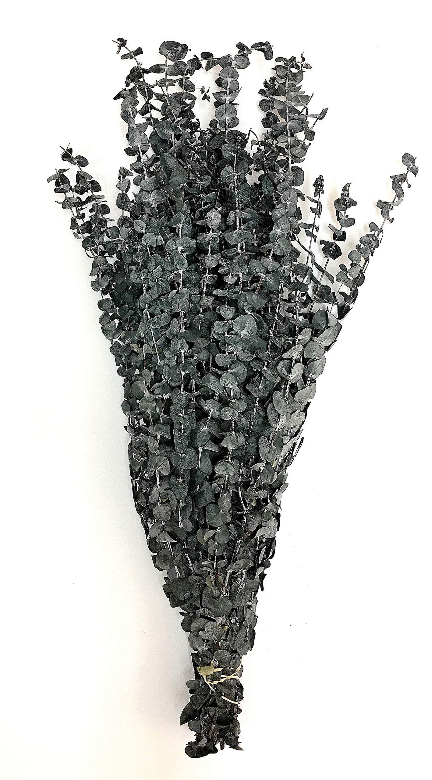 CalCastle Craft California Grown Natural Dried Preserved Eucalyptus ...