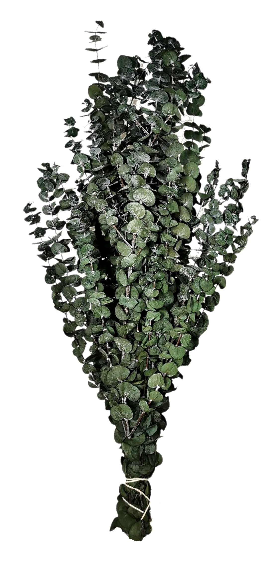 CalCastle Craft California Grown Natural Dried Preserved Eucalyptus ...