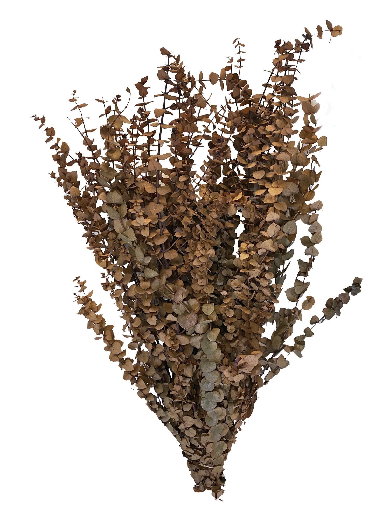 CalCastle Craft California Grown Natural Dried Preserved Eucalyptus ...