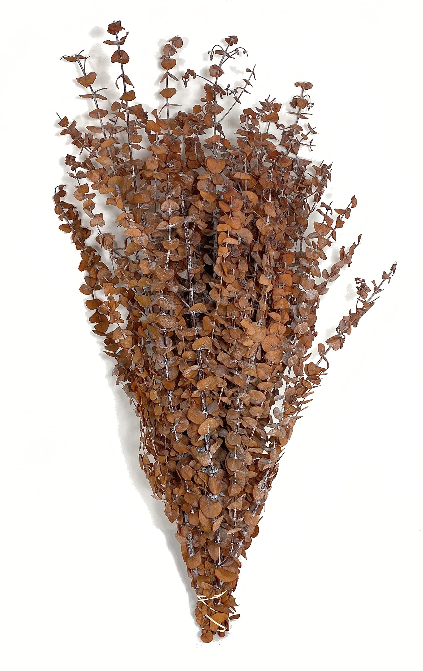 California Grown Natural Dried Preserved Eucalyptus Bundle Large 28 ...