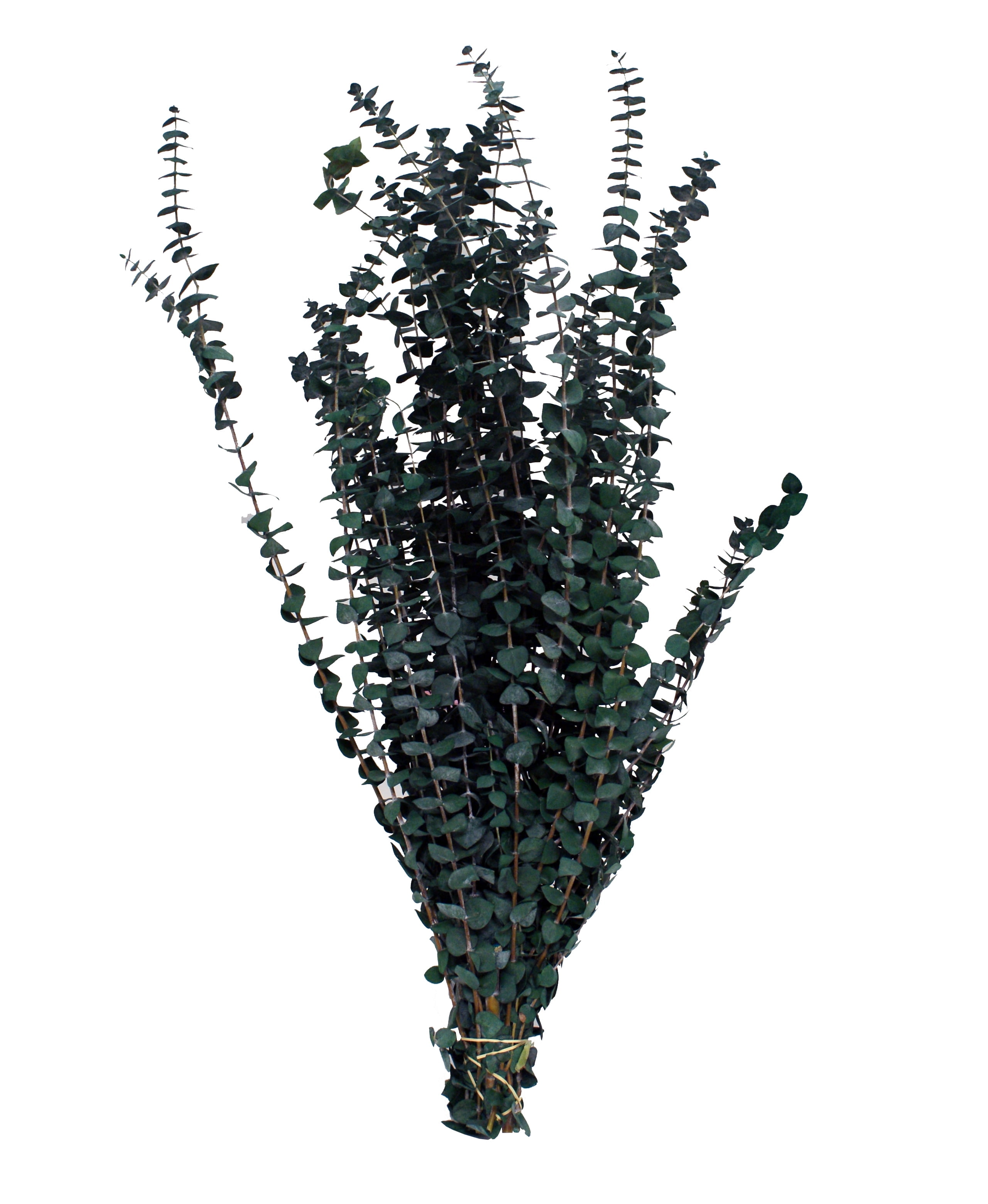 CalCastle Craft Natural Dried Preserved Eucalyptus Branches Large 30 ...