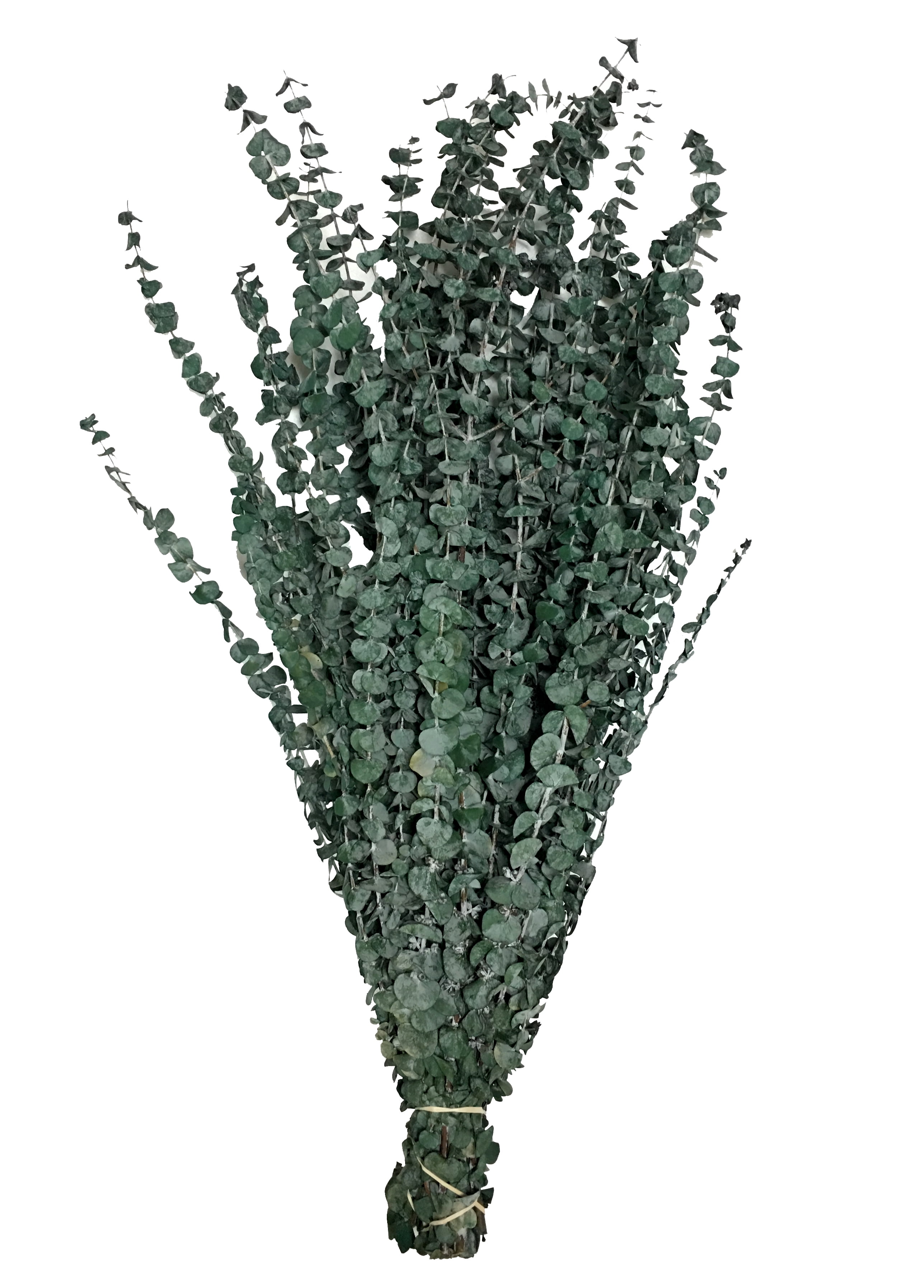 CalCastle Craft Natural Dried Preserved Eucalyptus Branches Large 30 ...