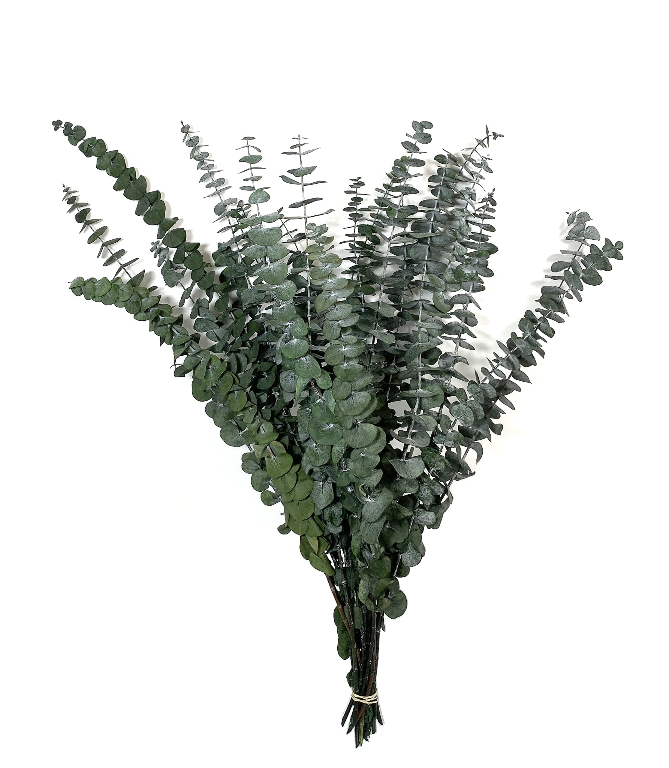 CalCastle Craft Natural Dried Preserved Premium Eucalyptus Bundle Large ...