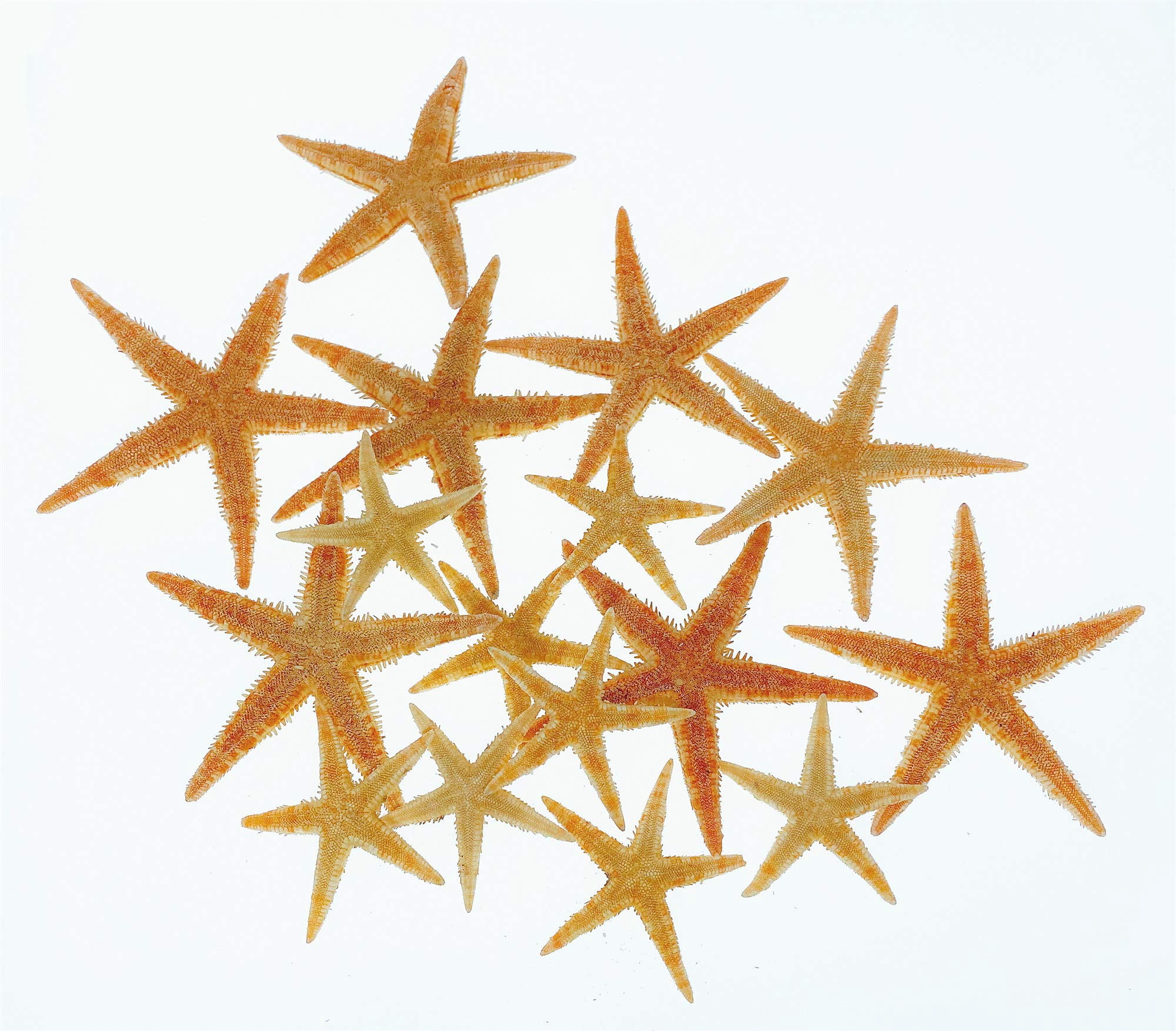 Calcastle Natural Real Starfish Sea Star Star Fish (Natural, 1"-2 ...