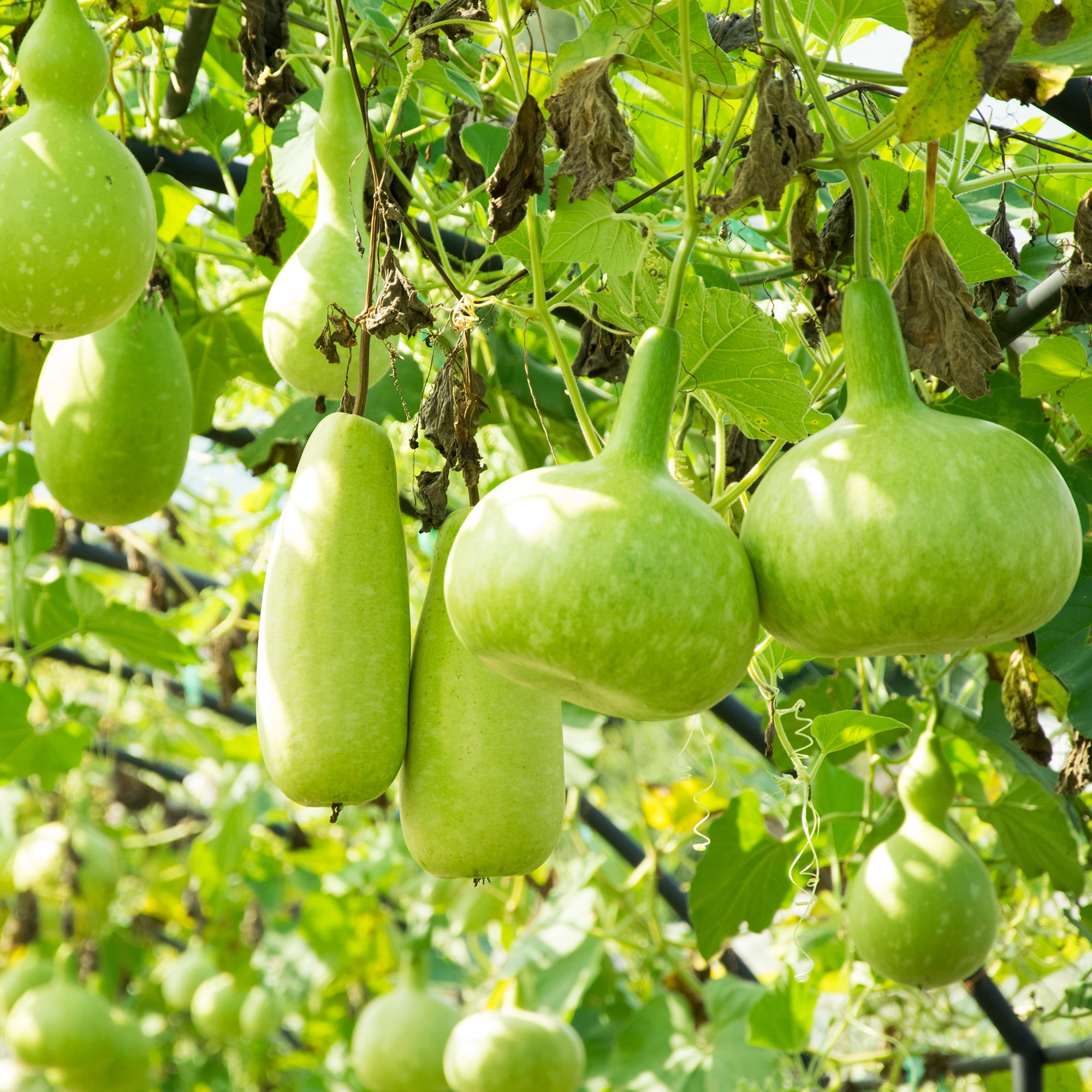 Calabash Gourd 1 Oz ~210 Seeds – Bottle Gourd Variety – 100 Days to ...