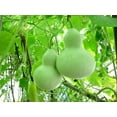“Calabash” Gourd Seeds - Large Basket MVR1 and Large Bottle Gourds for ...