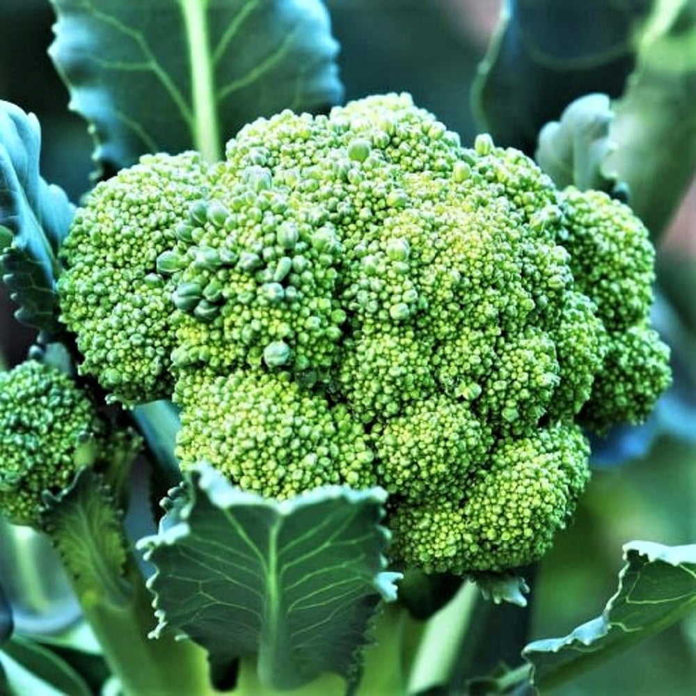 Calabrese Broccoli Seeds - 200 Count Seed Pack - an Old-Fashioned ...