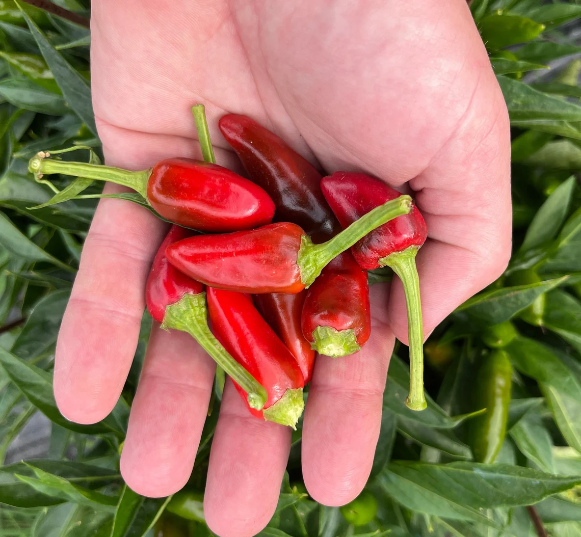 Sherwood's Seeds Calabrian Piccante Mazzetti Italian Pepper, 20,000 ...