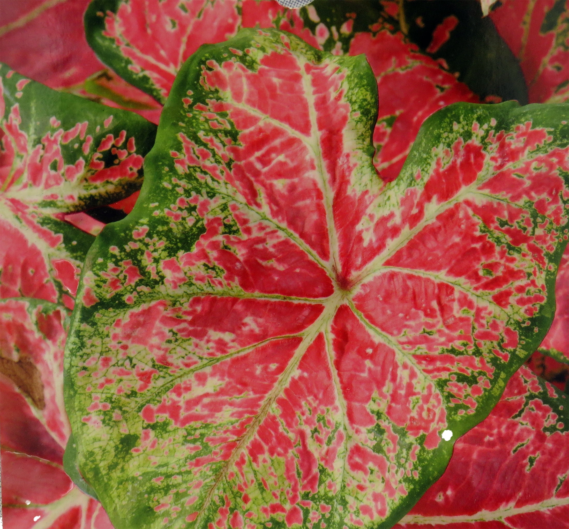 Caladium Ballet Slippers 3 Bulbs - Vibrant Pink/Green - Walmart.com
