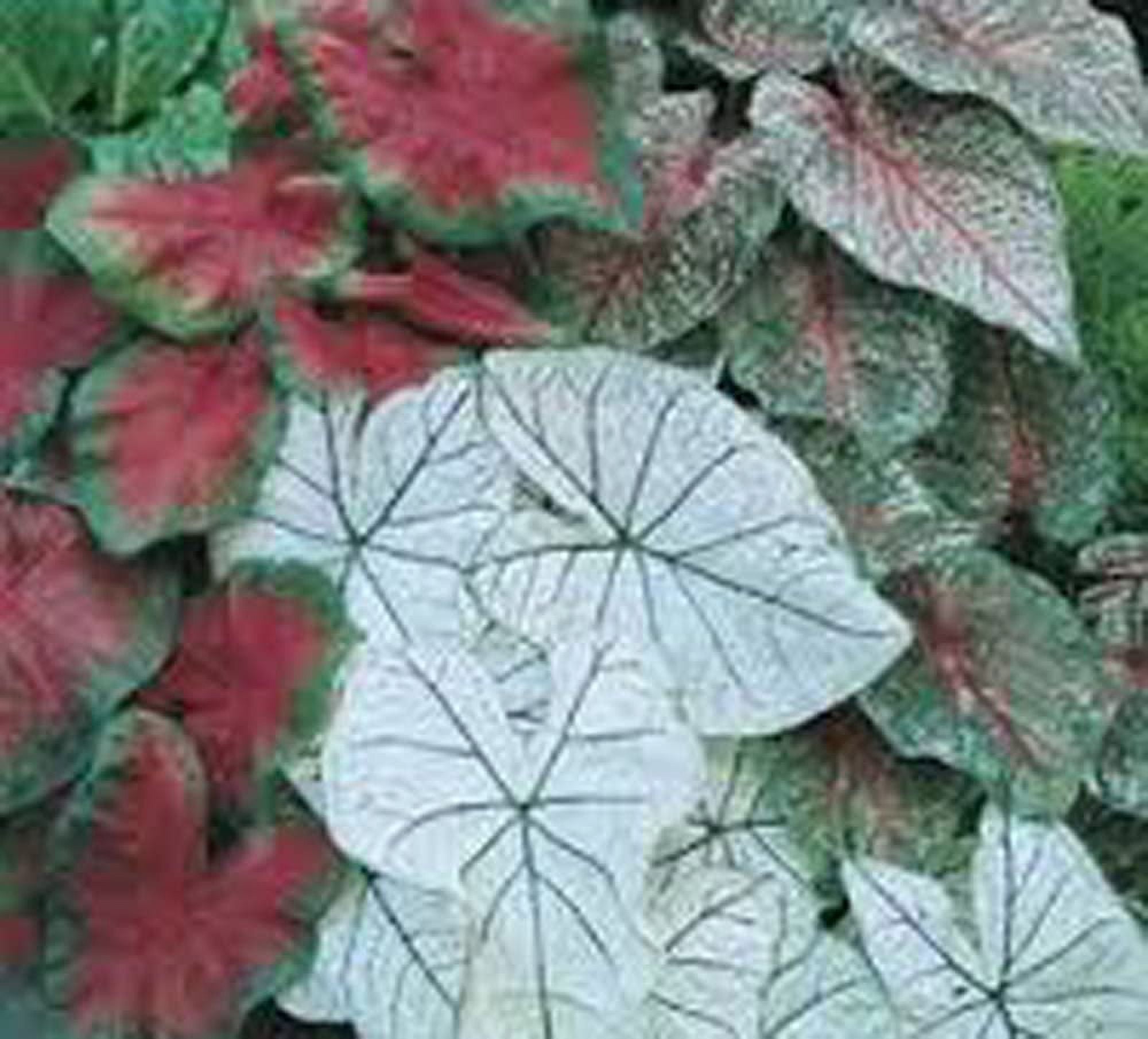Caladium Bulbs, Fancy Mix, Pack of 15 Bulbs, Easy to Grow, Colorful Mix ...