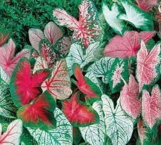 Caladium Bulbs, Fancy Mix, Pack of 50 Bulbs, Easy to Grow, Colorful Mix ...