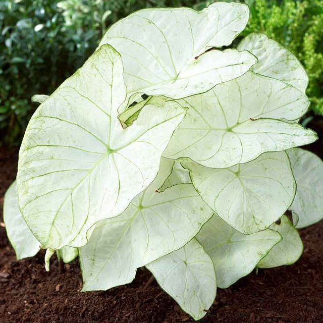 Eden Brothers Caladium Bulbs - Florida Moonlight - Walmart.com