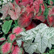 Caladium Bulbs - Red Flash - 9 Bulbs - Red Flower Bulbs, Bulb Easy to ...