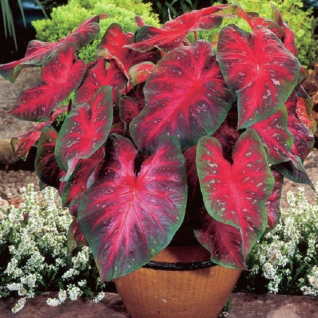 Caladium Bulbs - Red Flash - 9 Bulbs - Red Flower Bulbs, Bulb Easy to ...