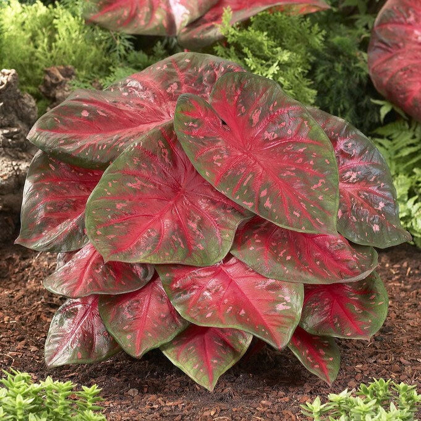Caladium Bulbs - Red Flash - 9 Bulbs - Red Flower Bulbs, Bulb Easy to ...