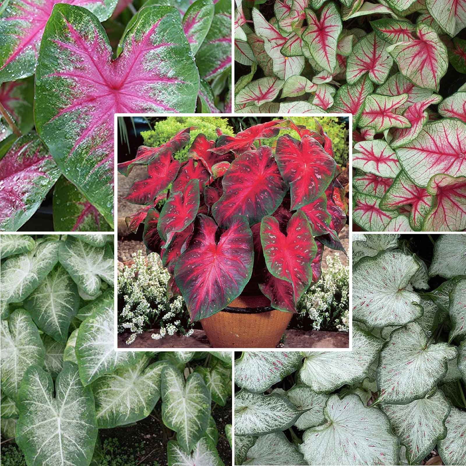 Eden Brothers Caladium Bulbs - Sun Tolerant Collection - Walmart ...
