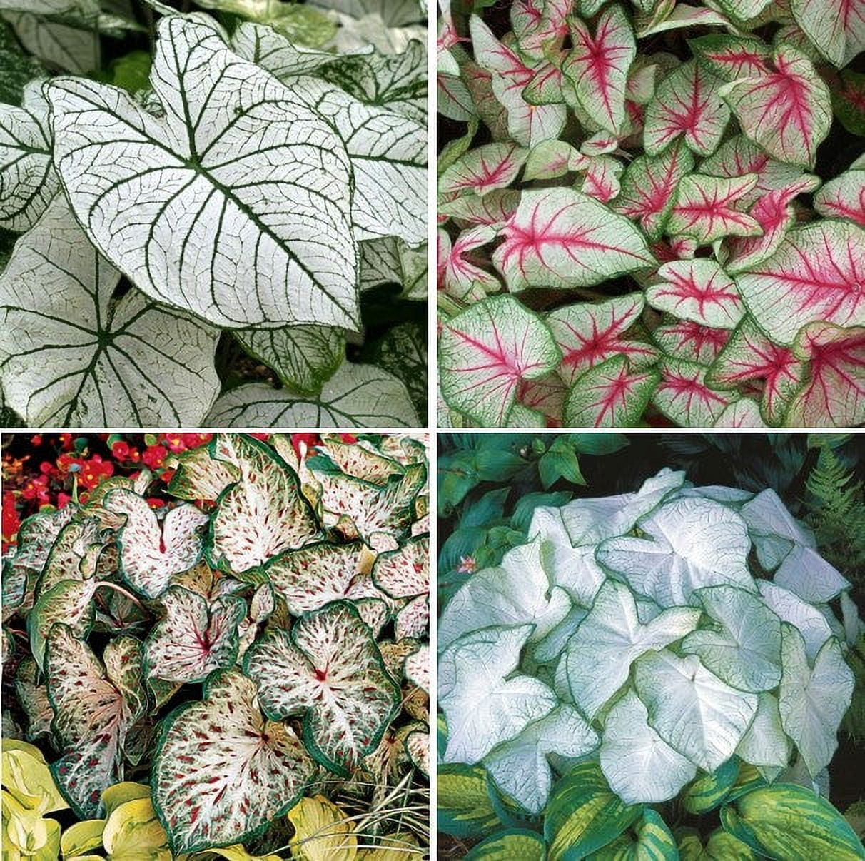 Caladium Bulbs - White Mix - 25 Bulbs - Green/White Flower Bulbs, Bulb ...
