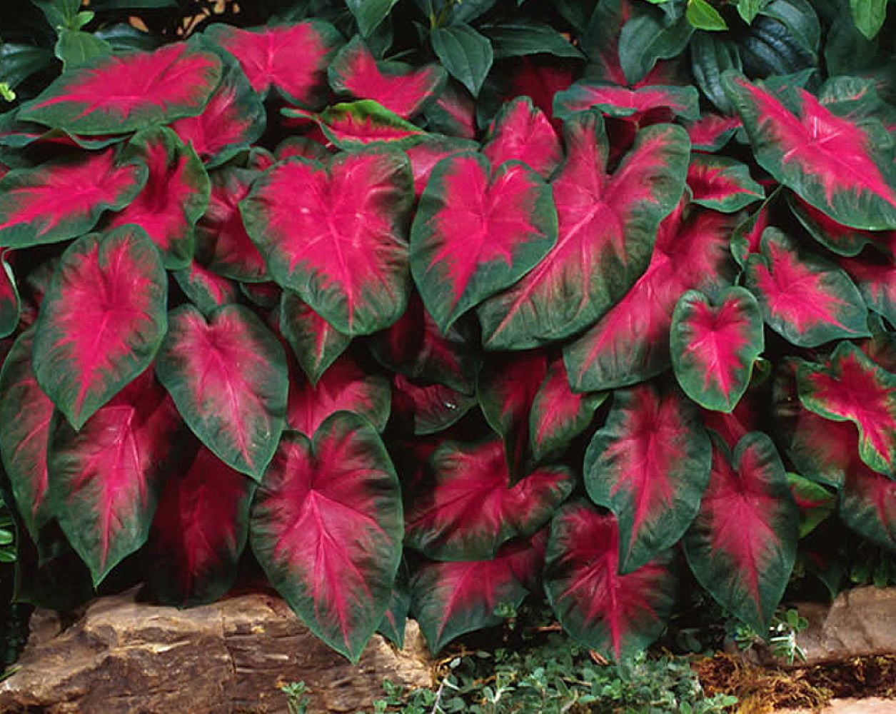 Caladium Fancy Frieda Hemple 3 Bulbs - Flame Red/Green - Walmart.com