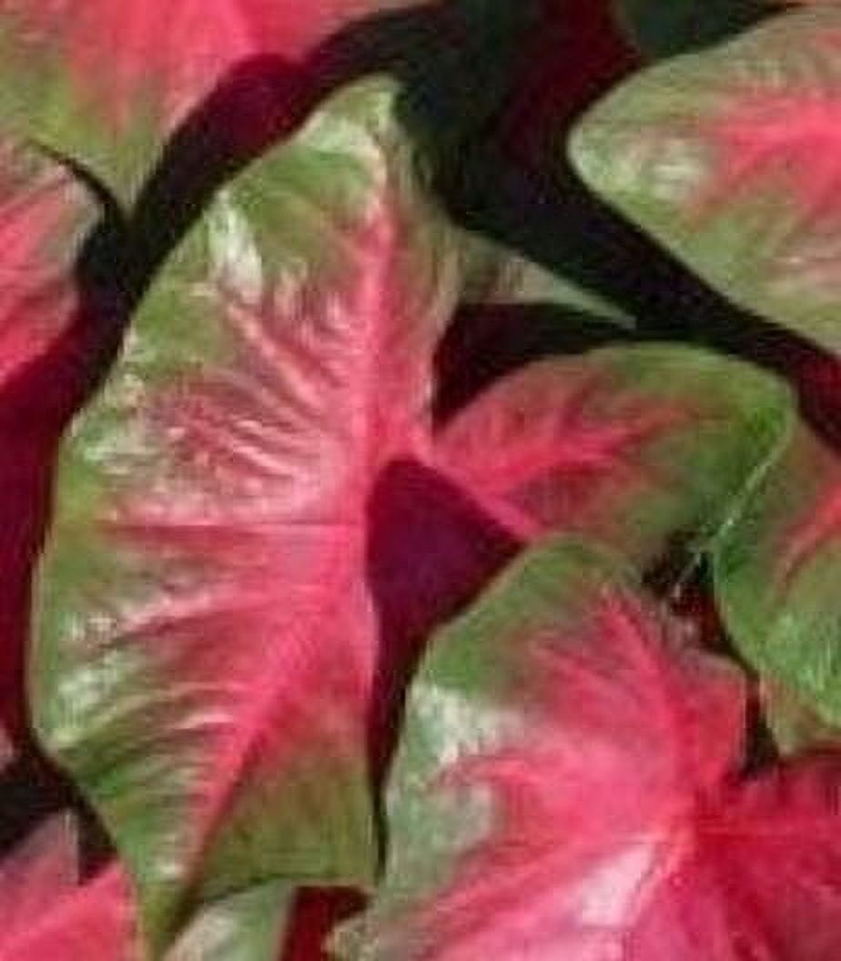 Caladium Florida "Cardinal" or "Buck" (3 Bulbs) - Flourishing Venture ...