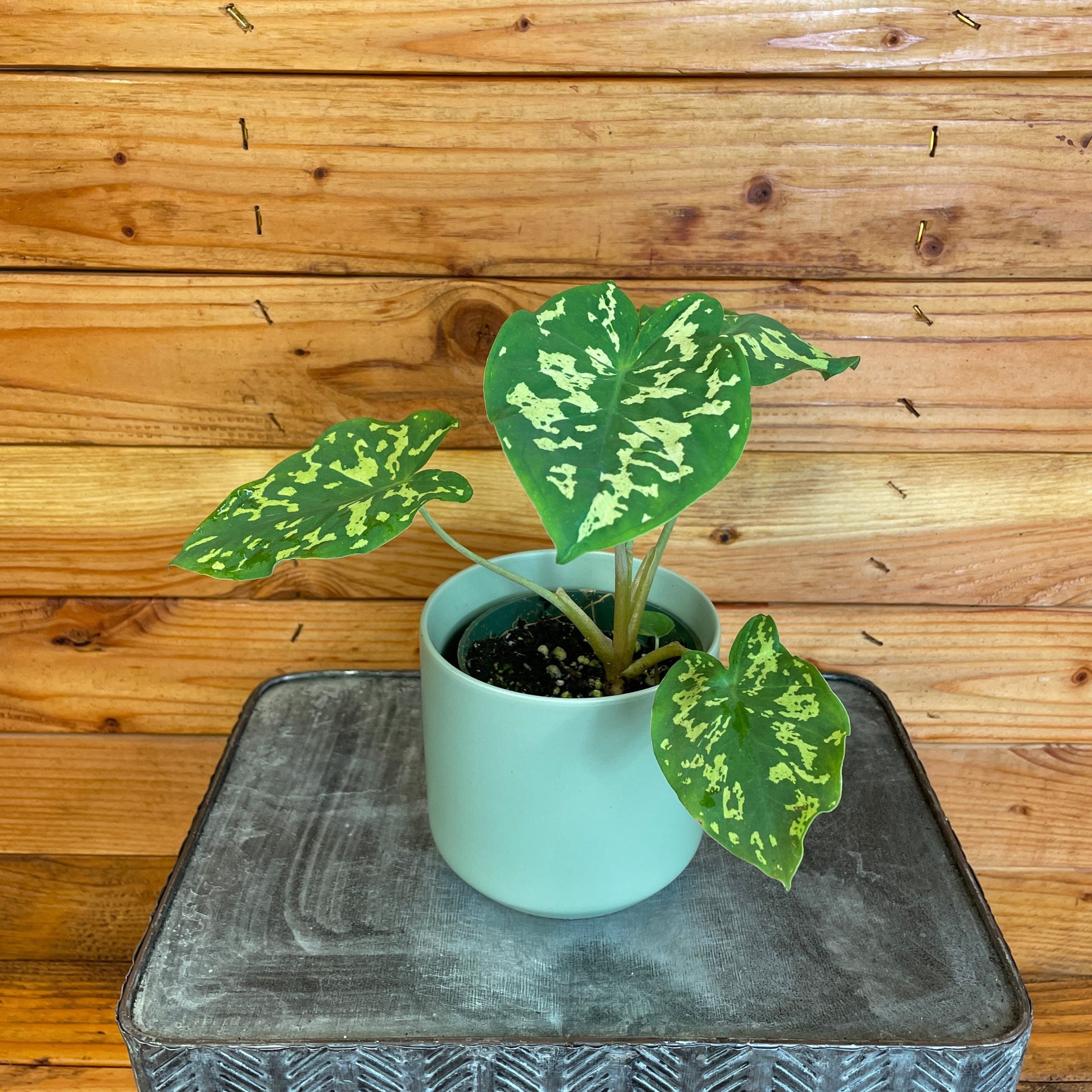 Caladium Hilo Beauty, 4" Plant, The Plant Farm - Walmart.com