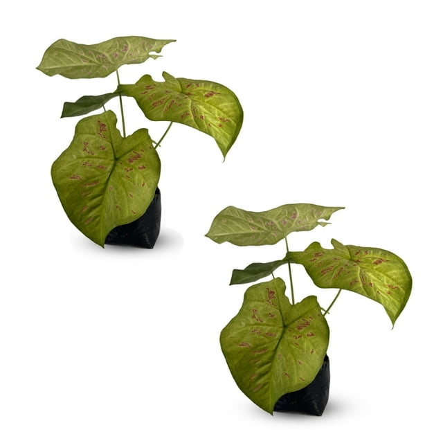 Caladium Limelite Fancy by LEAL PLANTS ECUADOR | Fancy Leaf Caladium ...