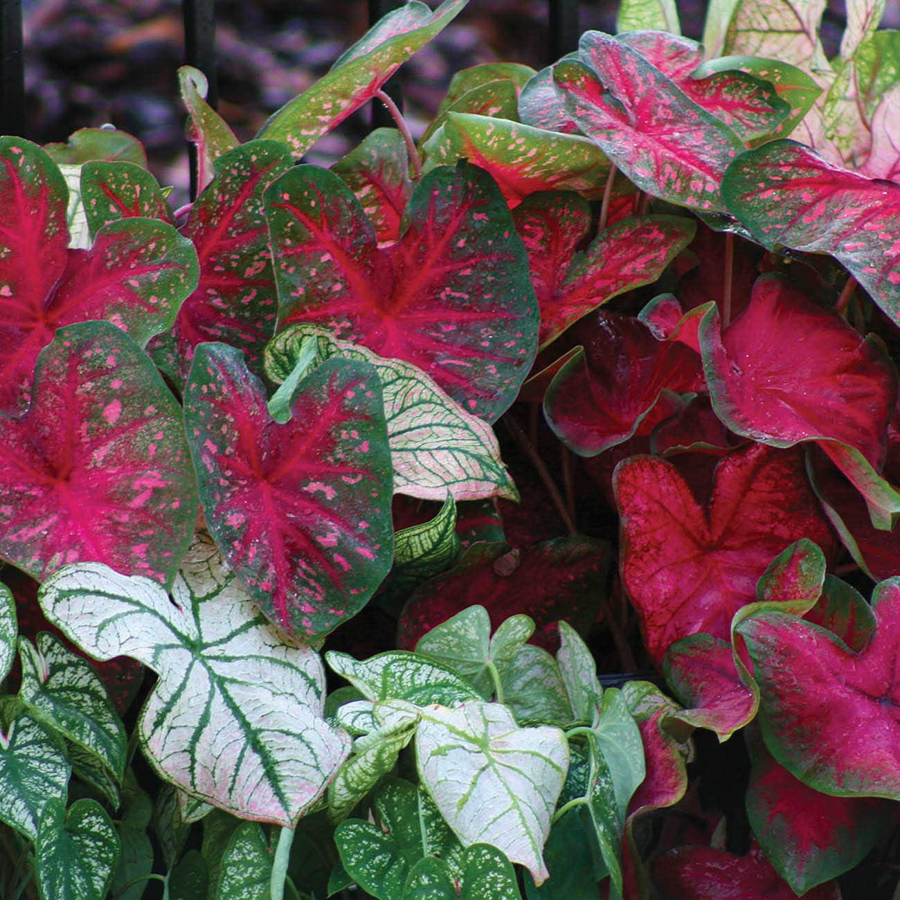 Caladium Mix -TRDN 10 Bulbs - Walmart.com
