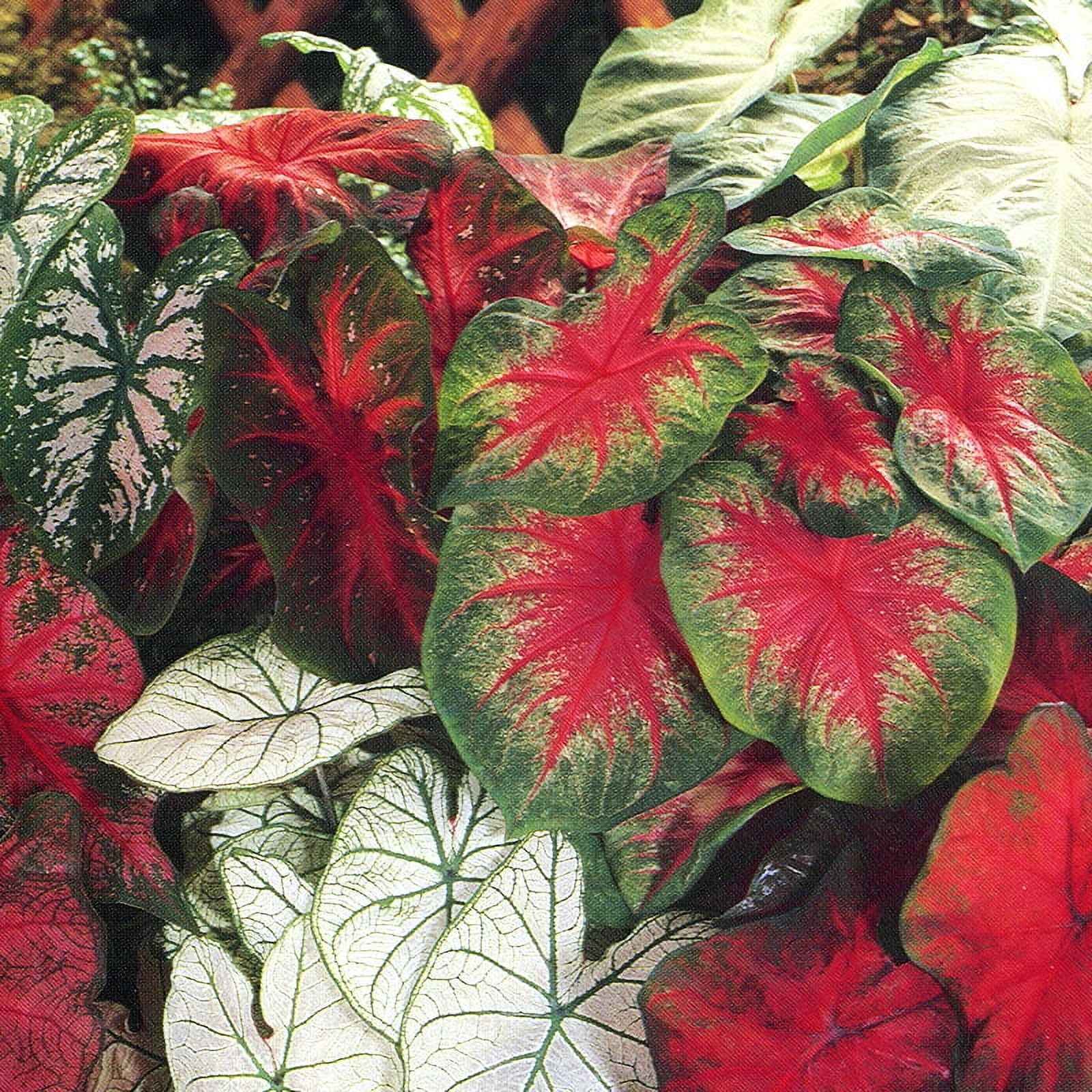 Caladium Mixed (5 per bag) Flower Bulbs - 5 Bulbs per Pack - Grows ...