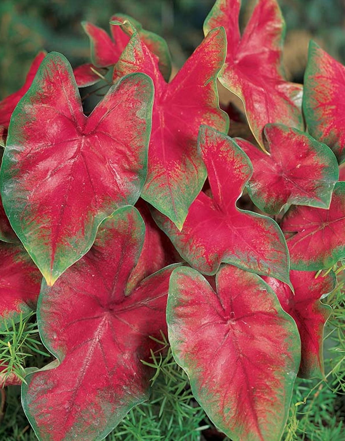 Caladium Red Plant Live for Planting, Caladium Houseplant Live 3-5 ...