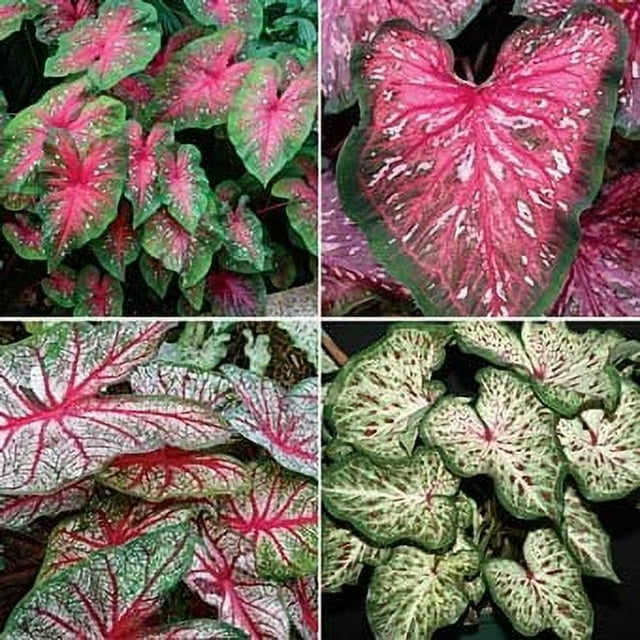 Caladium Tropical Mix(12 Bulbs) Rich red Foliage with Contrasting Green ...