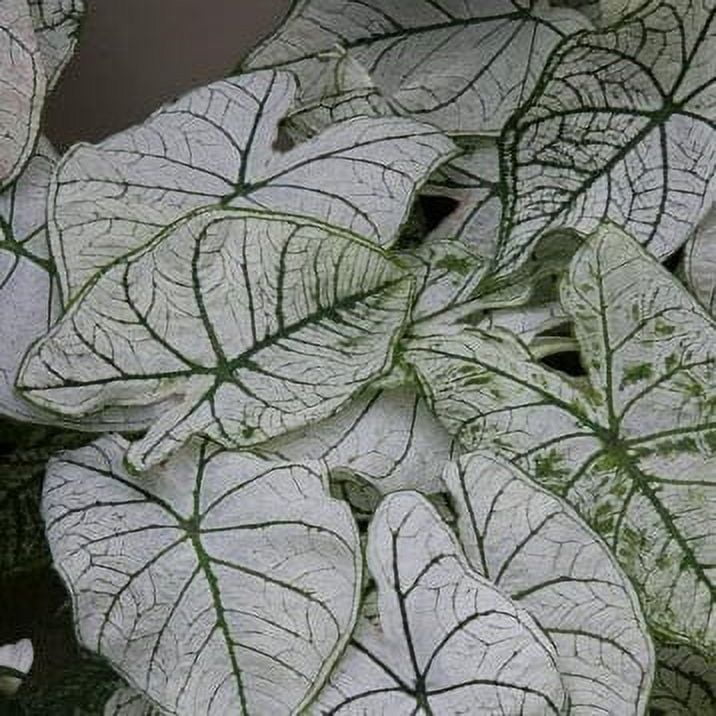 Caladium White Christmas or "Candidum" or Allure" (3 Bulbs ...