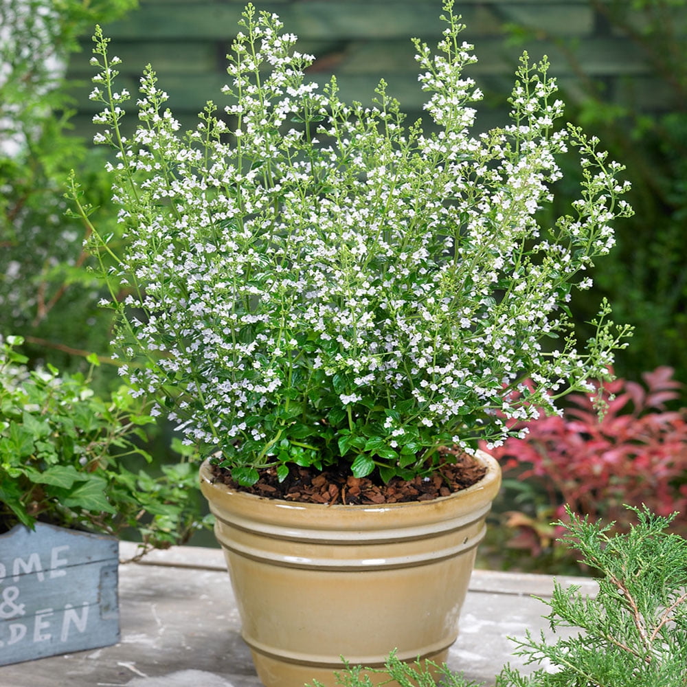 Outsidepride 100 Calamintha Nepeta White Perennial Herb Seeds, Mint ... Outsidepride 100 Calamintha Nepeta White Perennial Herb Seeds, Mint ...