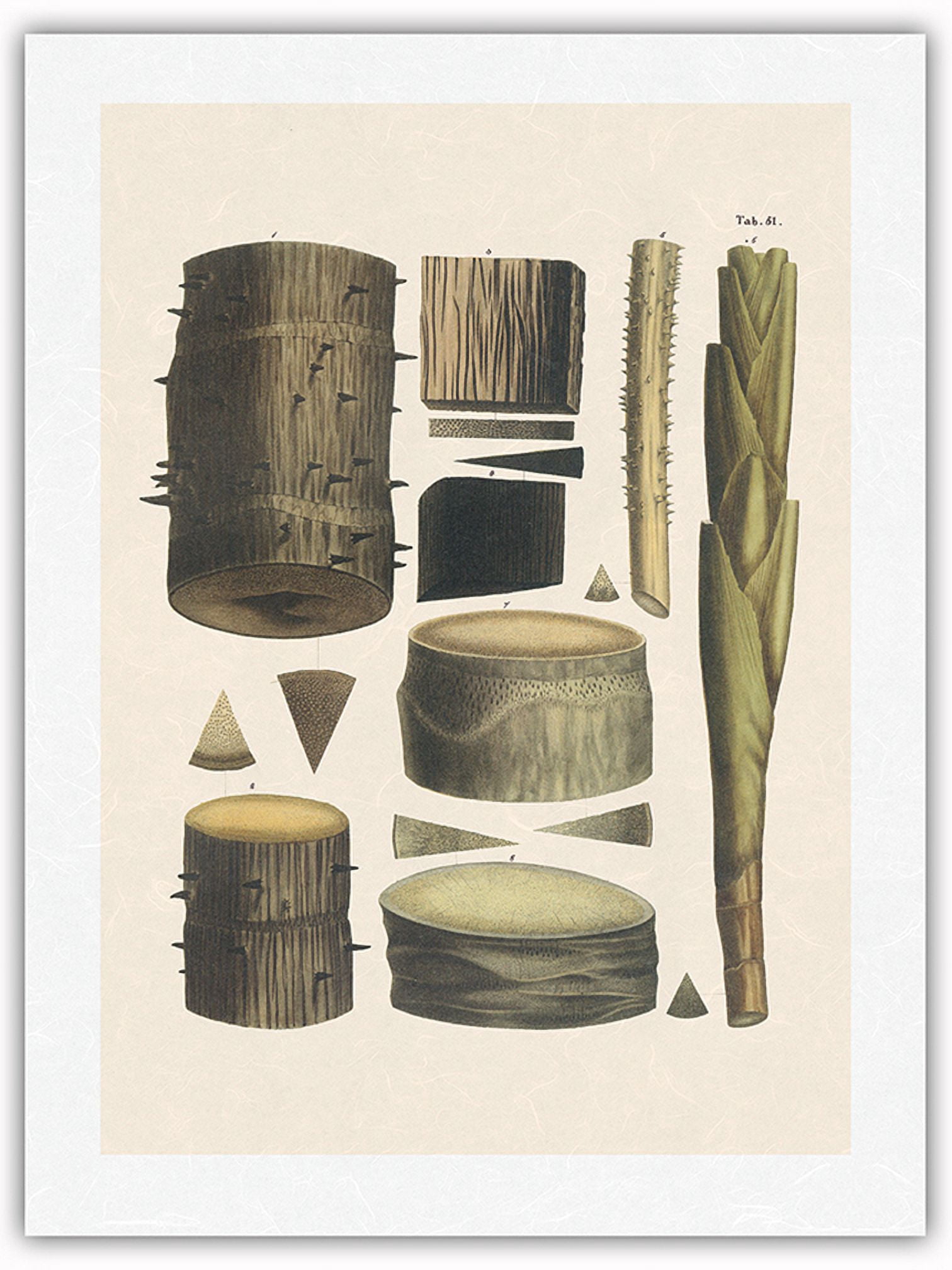 Calamoideae Palm Trees (Rattans) - Trunk and Stem - Vintage Botanical ...