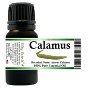 Calamus Root