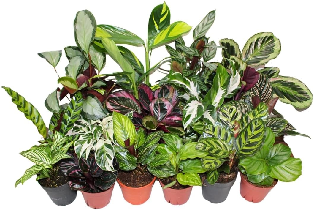Calathea Assorted 4" pots: Grower's Pick, Indoor , Easy Care Houseplant ...