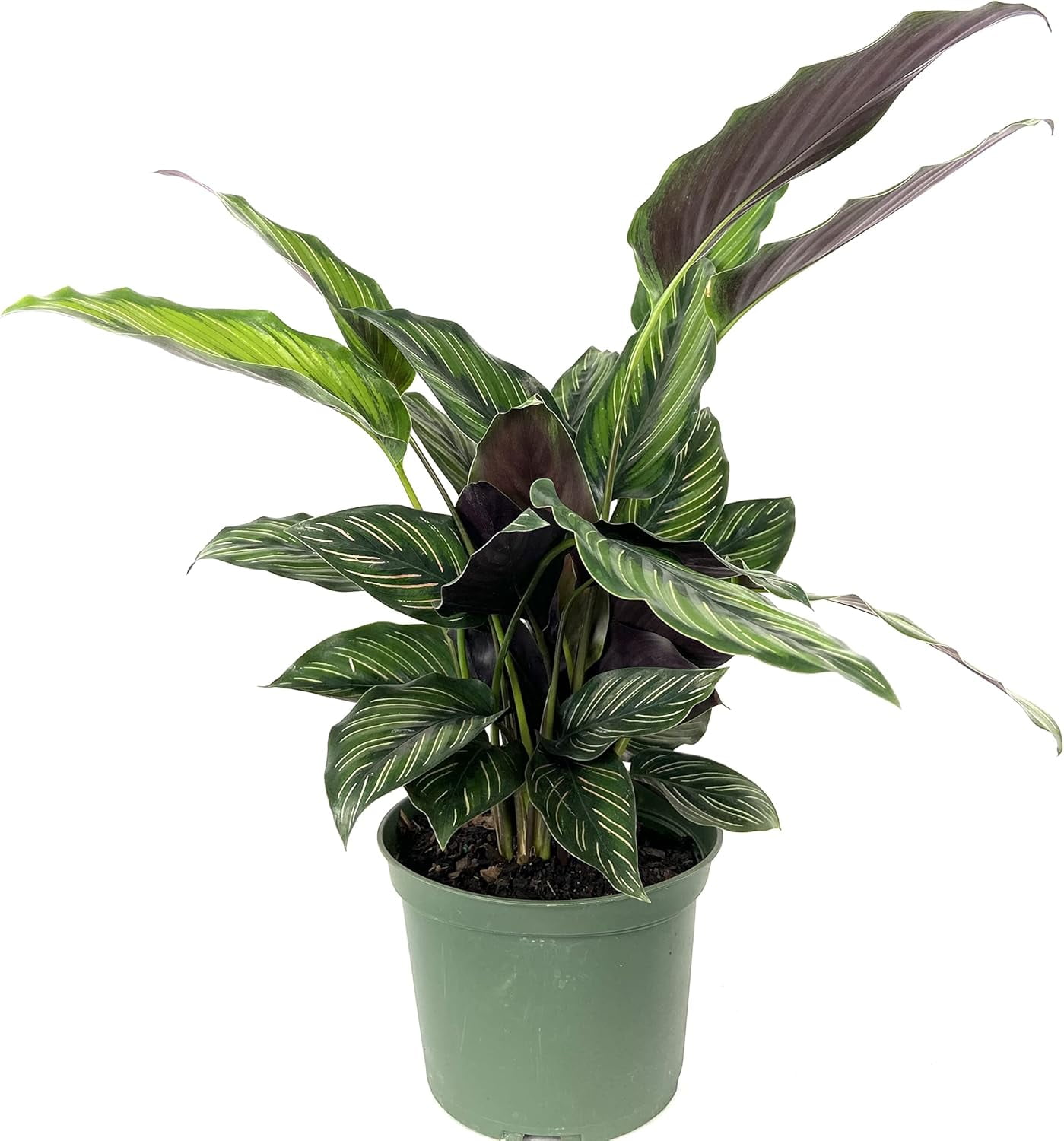 Calathea Beauty Star - Live Plant in a 6 Inch Pot - Calathea Ornata ...